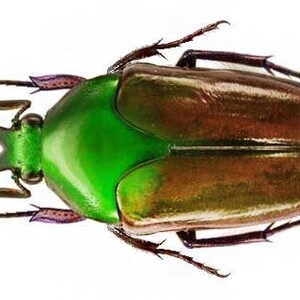 Pack of 5 Shiny Scarab Beetles Lomaptera Macrophylla A1 UNMOUNTED, for ...