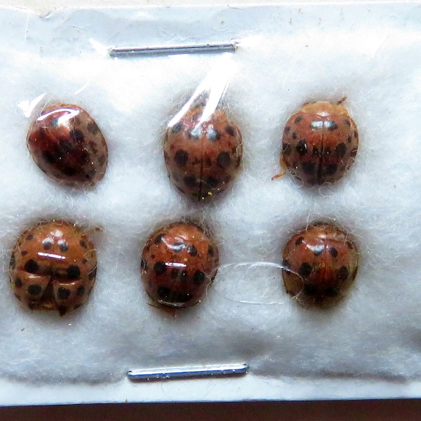 Small Ladybugs - Etsy