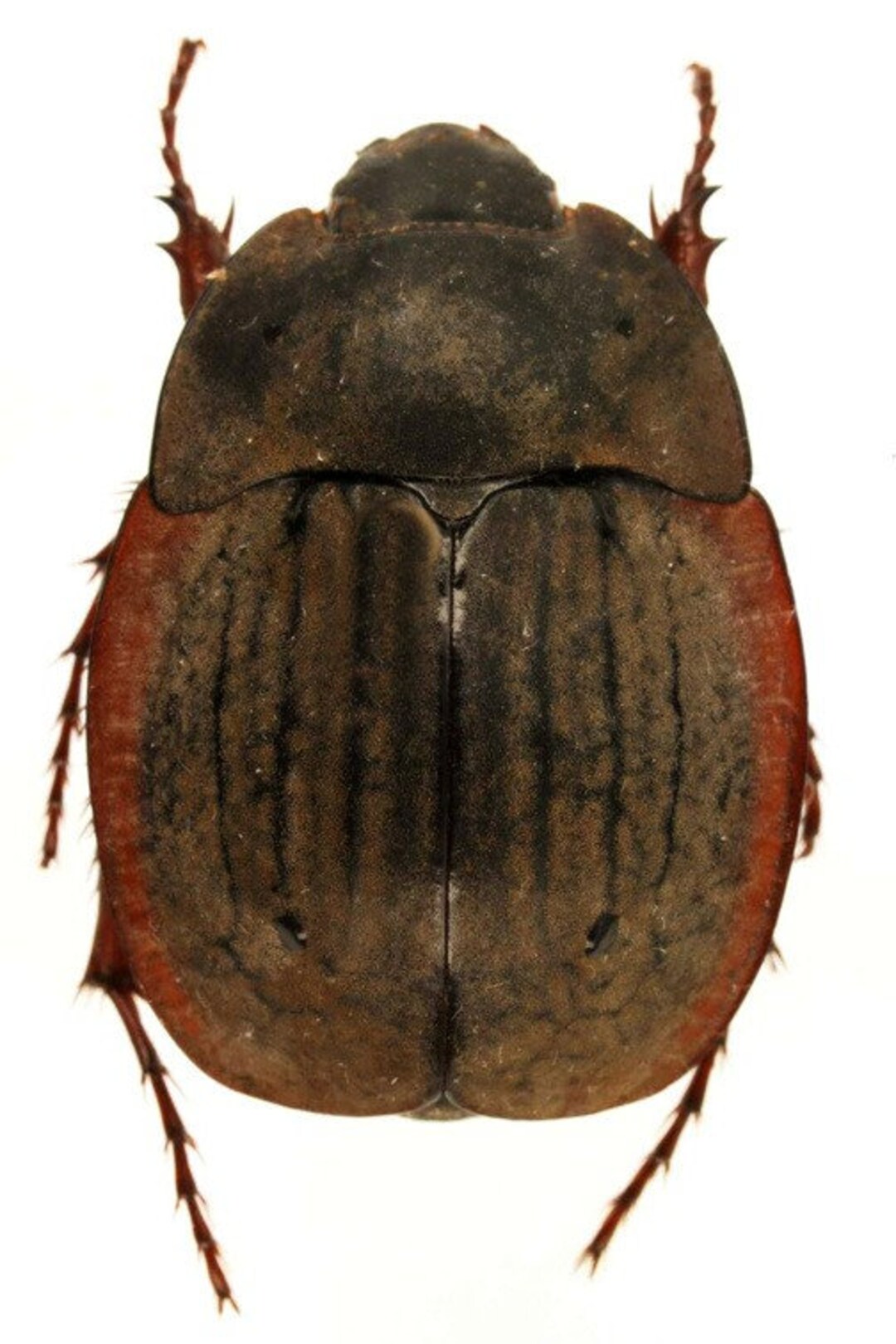 Pack of 4 Special Rhino Beetles Hexodon Unicolor , for All Your ...
