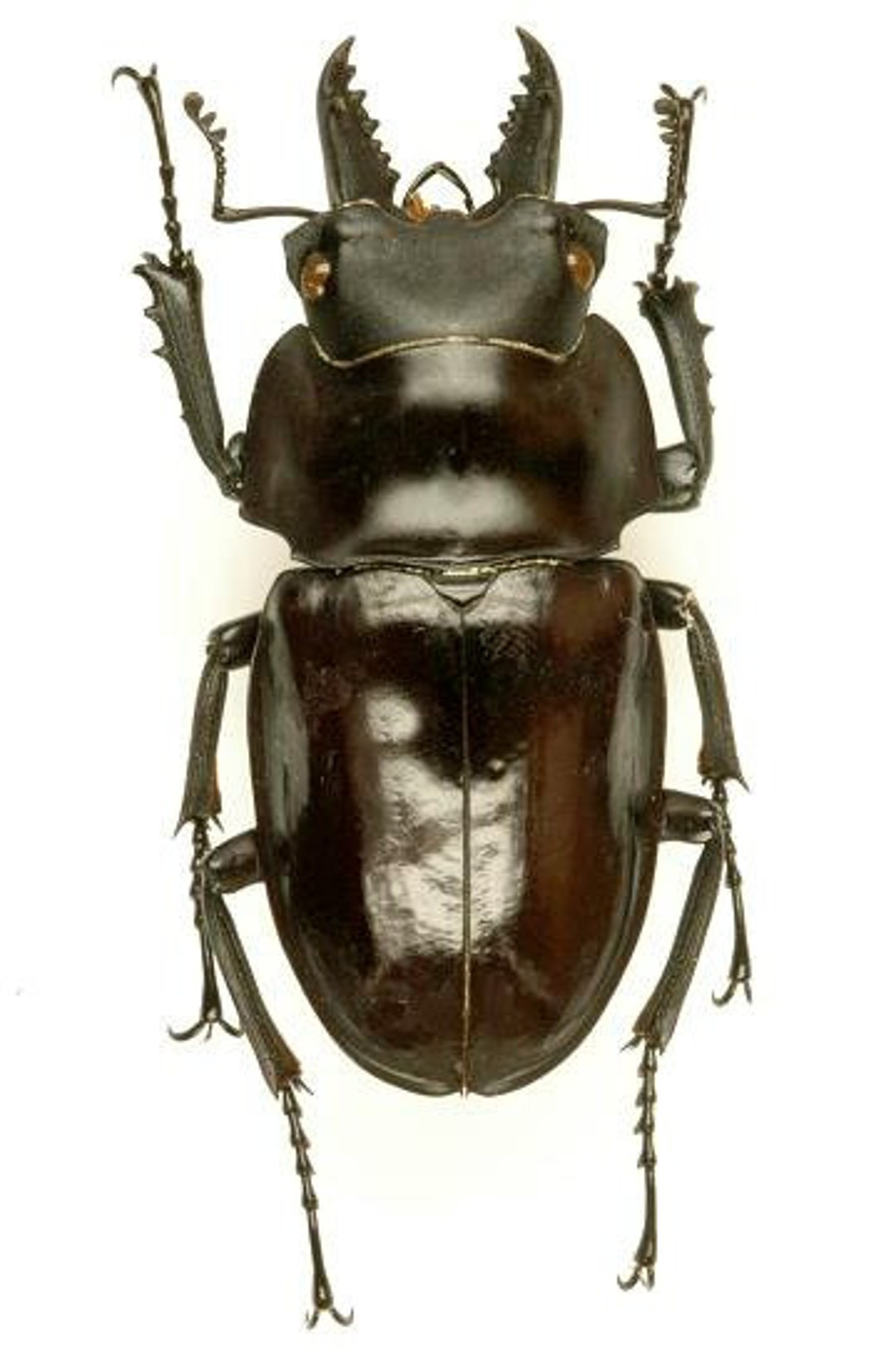 Pack of 2 Large Stag Beetles Neolucanus Giganteus for All Your - Etsy UK