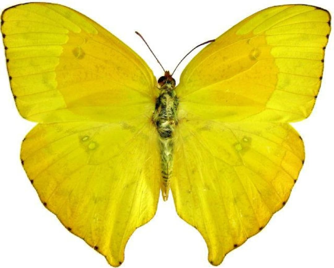 Pack of 3 Yellow Butterflies Phoebis Rurina, Pieridae ,UNMOUNTED A1 ...