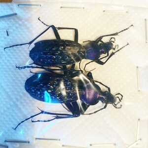 One Fantastic Pack of Two Ground Beetles Apotomopterus Arrowi From ...