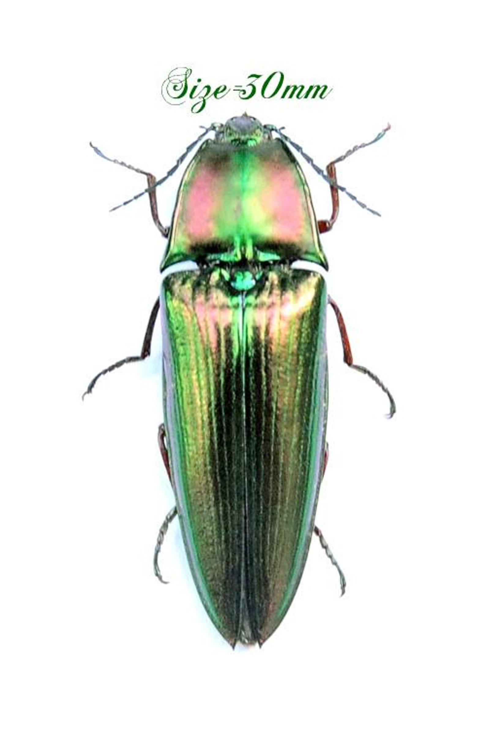Pack of 2 Very Beautiful Click Beetles Campsosternus Latiusculus for ...