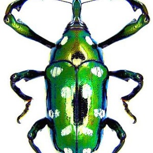 Pack of 2 Beautiful Weevils Alcidodes Ssp 3 ? Mm A1/aa- for All Your ...