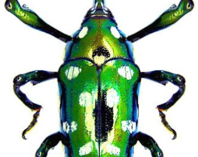 Pack of 2 Beautiful Weevils Alcidodes Ssp 3 ? Mm A1/aa- for All Your ...