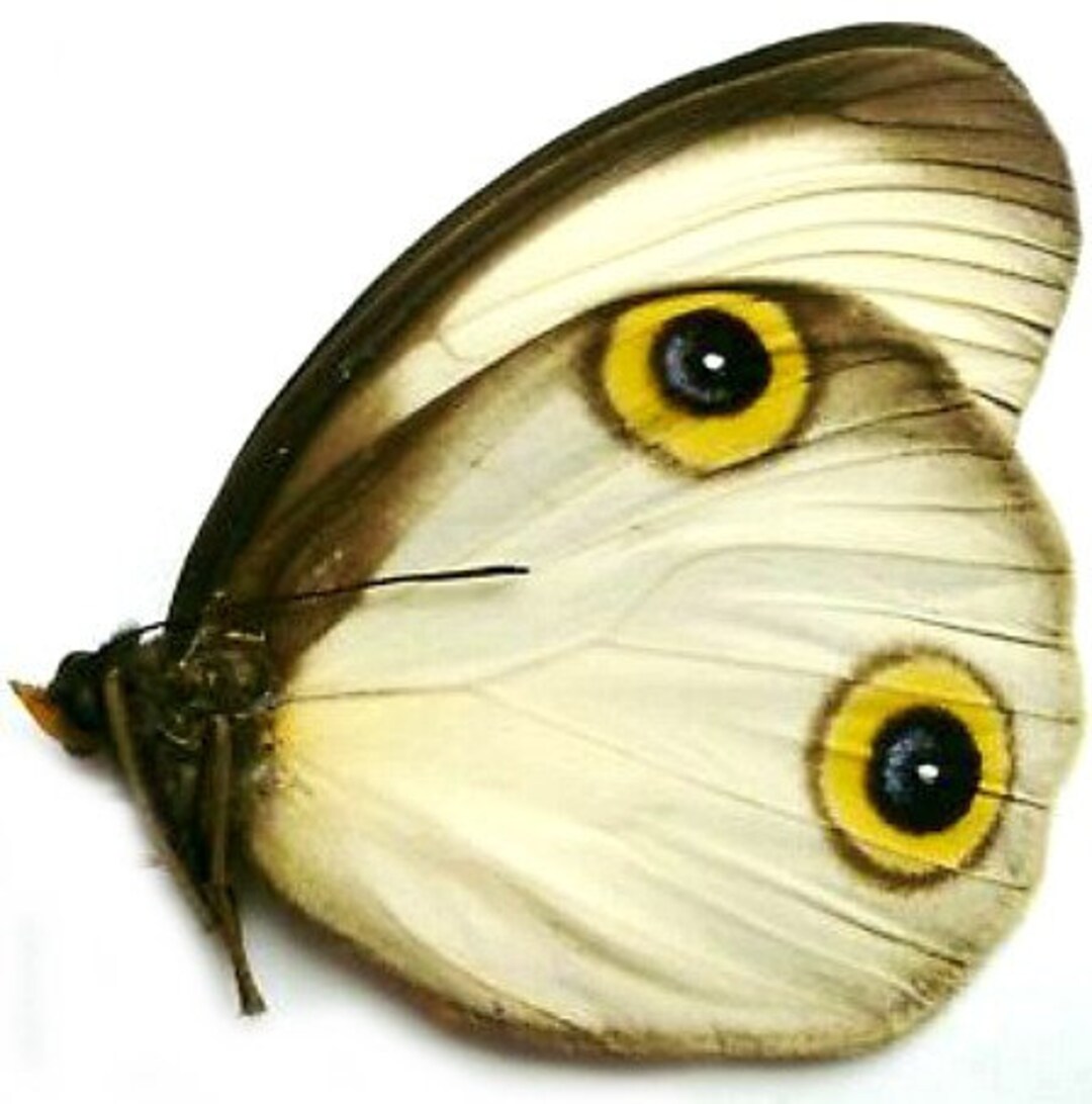 Pack of 3 Butterflies Taenaris Artemis Zenada Female Aa- With Closed ...