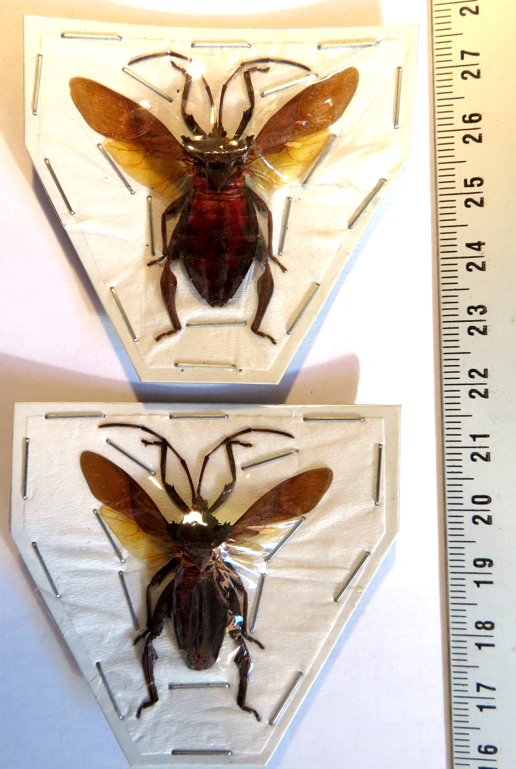 Pack of 2 Pair (2m and 2 Fem) Stink Bug With OPEN Wings From Kalimantan ...