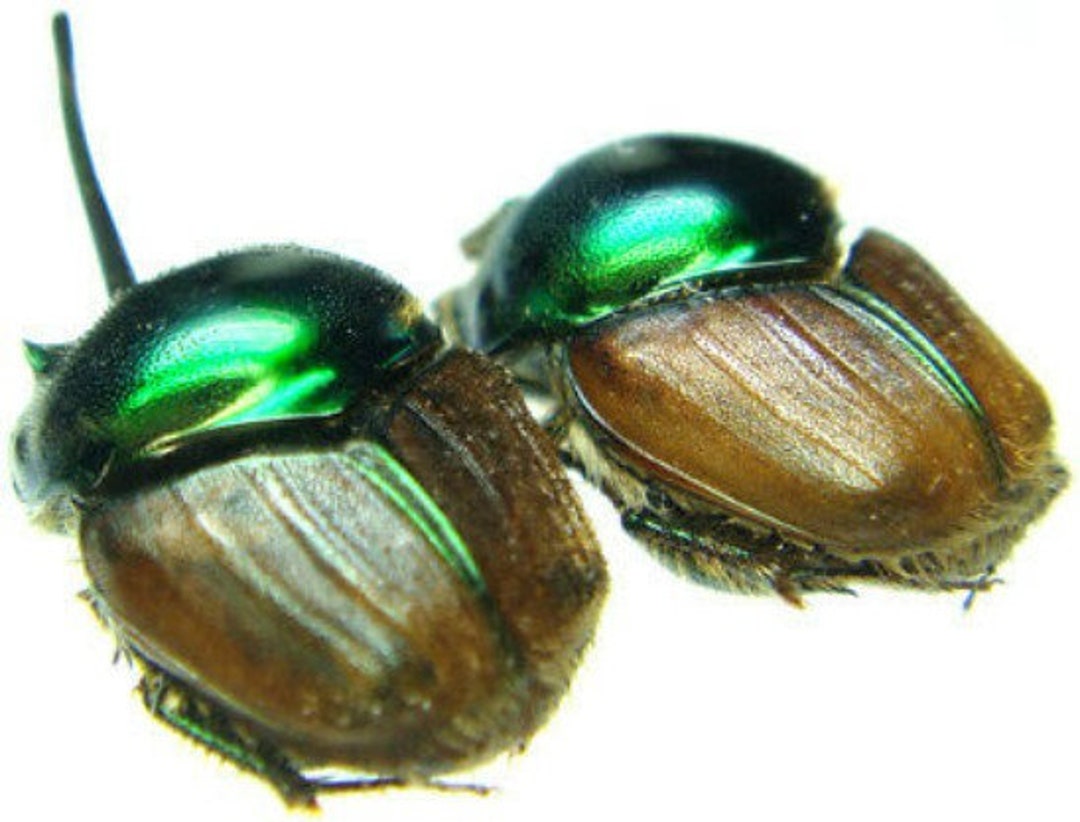 Pack of 5 Extra Ordinary Scarab Beetles Proagoderus Tersidorsis From ...