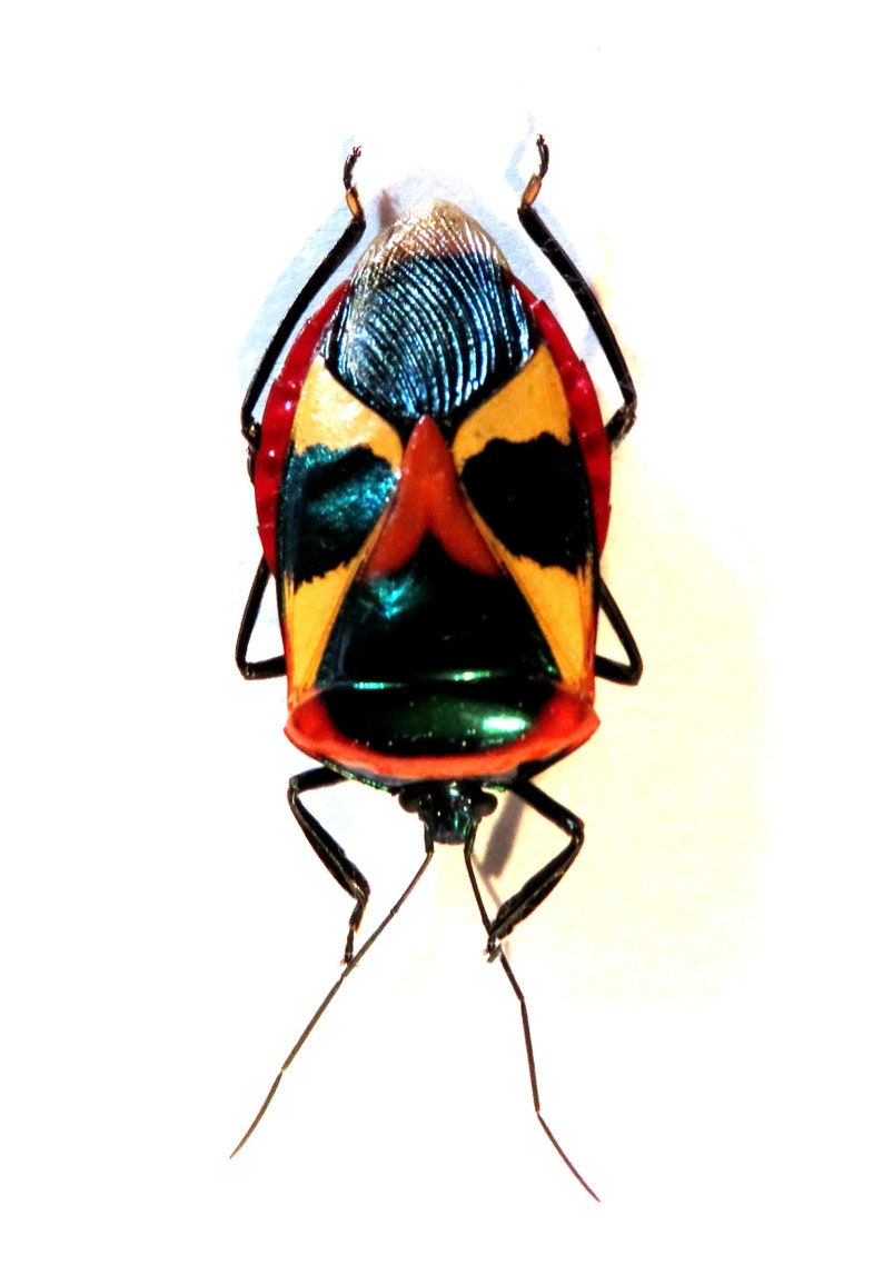 Pack of 3 Man-faced Stink Bug Catacanthus Punctus, Hemiptera From ...