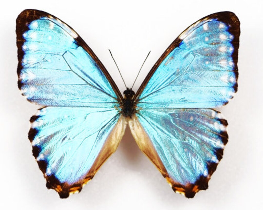 Pack of Two Morpho Portis , Morphini , Closed Wings in Aa- for All Your ...
