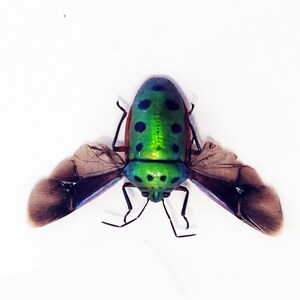Set of 2 Nice Calliphara Nobilis From Indonesia With Open Wings for All ...