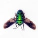 Set of 2 Nice Calliphara Nobilis From Indonesia With Open Wings for All ...