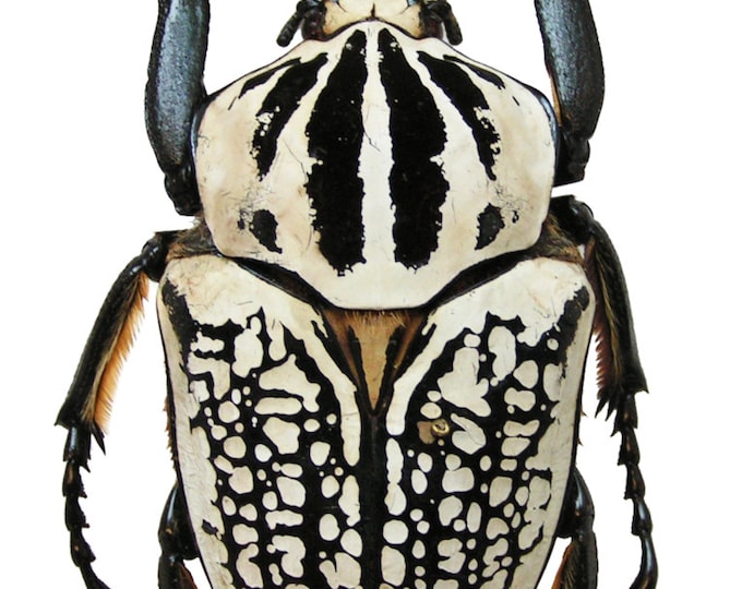 One LARGE Male African Scarab Goliathus Orientalis Size 88/89mm A1 ...