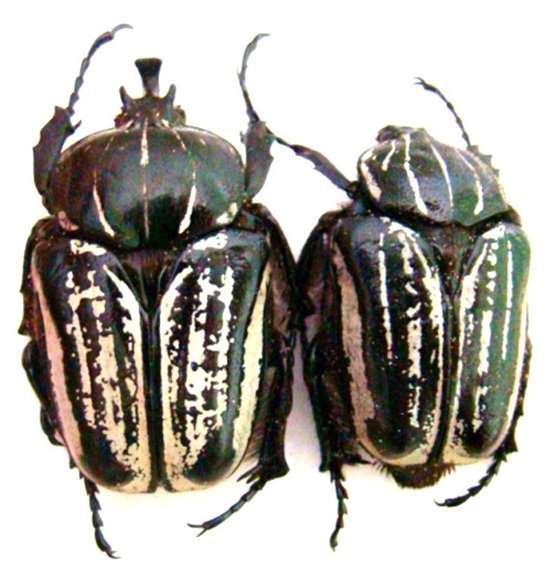 One Nice Pair of an African Scarab Beetle Hegemus Vittatus - Etsy