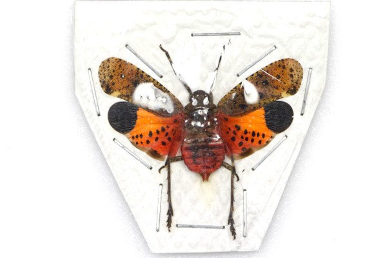 Pack of 3 Lantern Bug Penthicodes Pulchella With Open Wings for All ...
