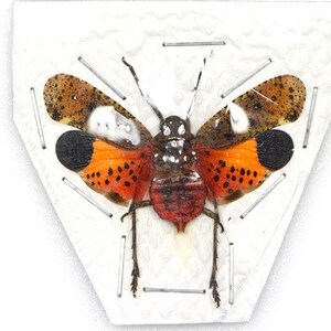 Pack of 3 Lantern Bug Penthicodes Pulchella With Open Wings for All ...