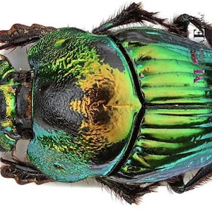 Pack of 6 Scarab Beetle Phanaeus Demon Female 15/20mm UNMOUNTED A1 ...