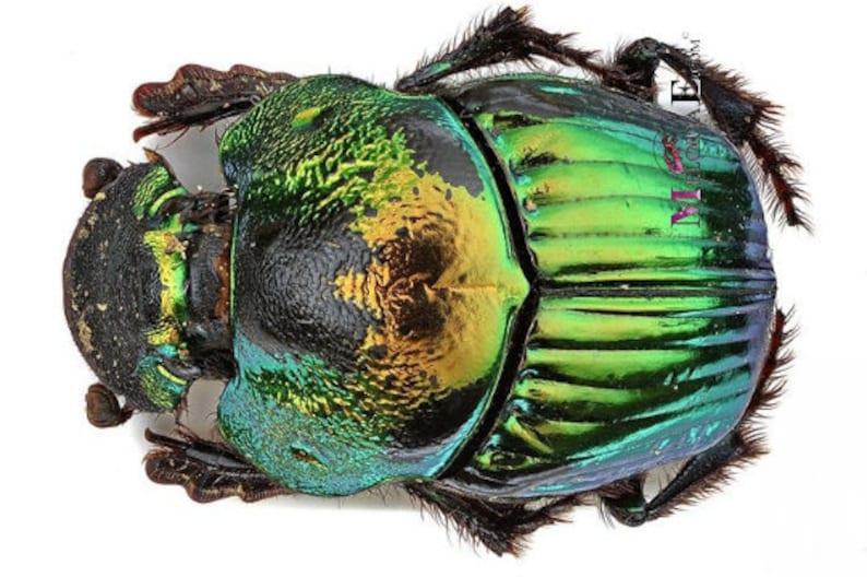 Pack of 6 Scarab Beetle Phanaeus Demon Female 15/20mm | Etsy