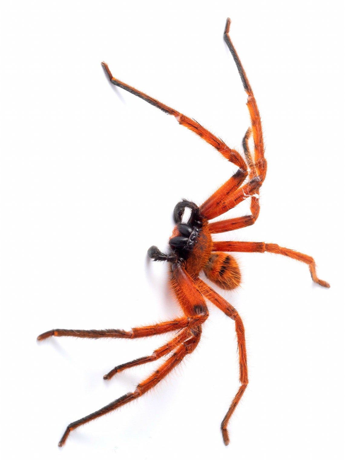 A Very Nice Red Huntsman Spider From Malaysia Rhitymna - Etsy India