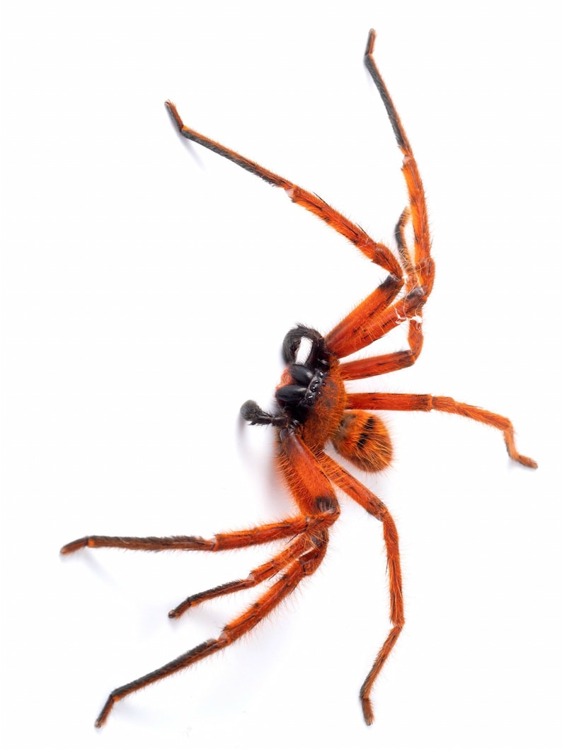 A Very Nice Red Huntsman Spider From Malaysia Rhitymna Pinangensis 70/ ...