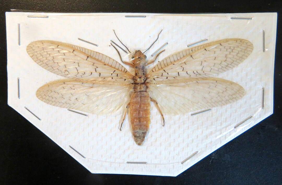 One Large and Impressive Neuroptera Ssp From Java , Spread Wings,for ...