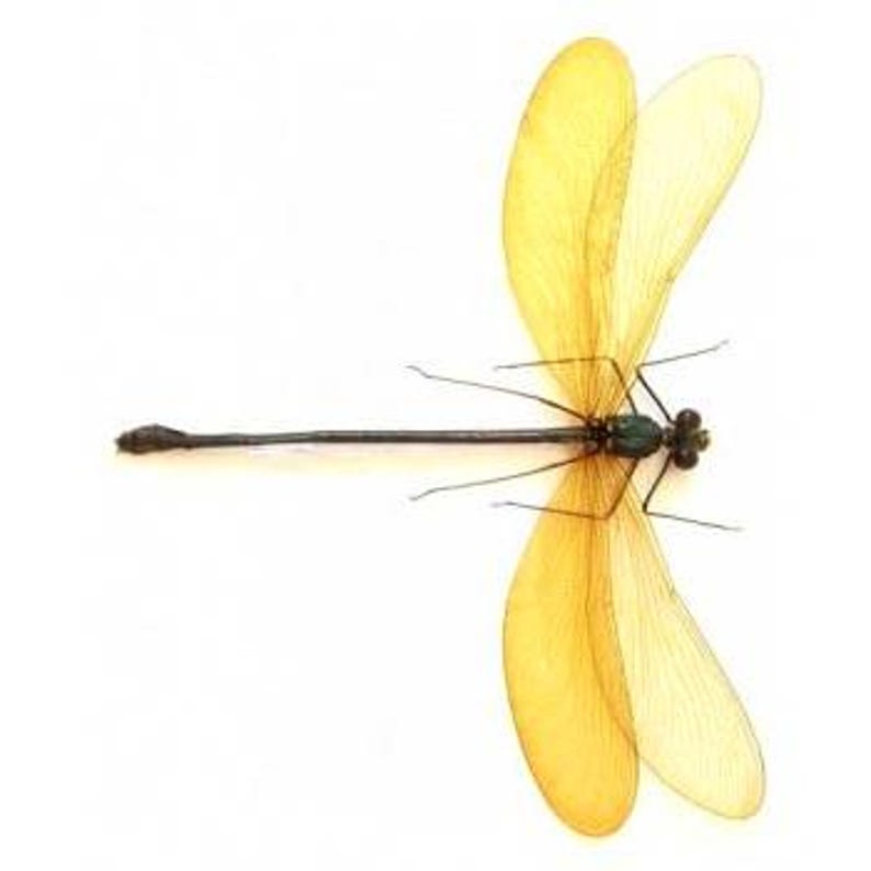 Pack of Two Large Golden Damselflies Neurobasis Kaupi Pavo Female ...