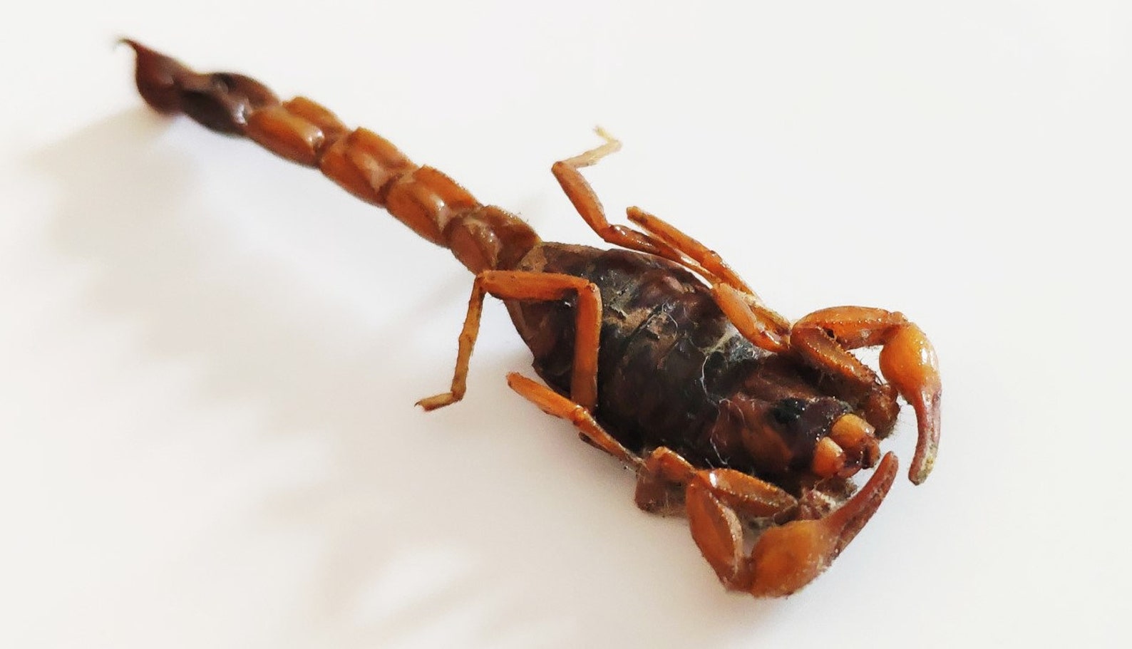 Pack of two nice scorpions Grophus ankarana from Madagascar - Etsy.de