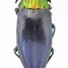 Pack of 5 Jewel Beetles Gelaeus Walkeri 20/30mm, for All Your Taxidermy ...