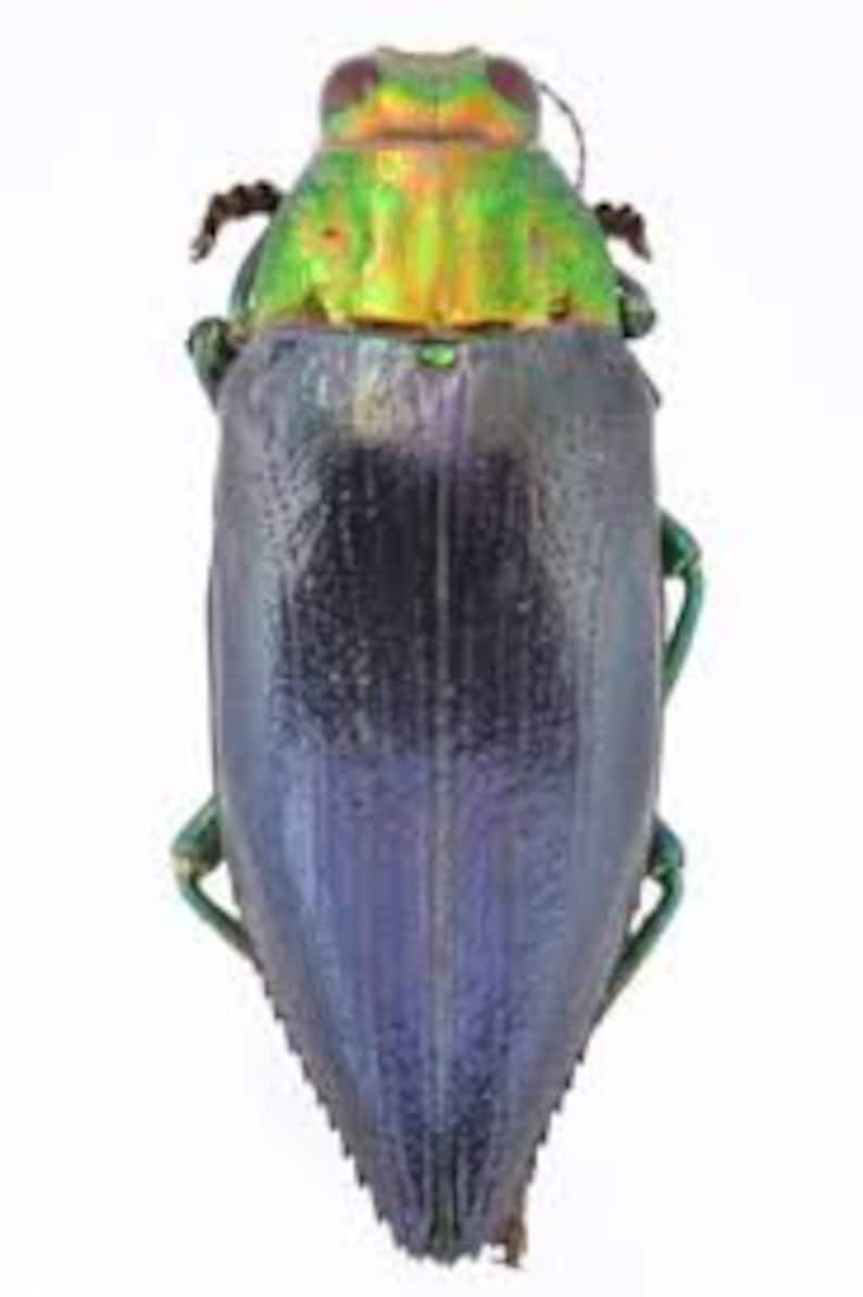Pack of 5 Jewel Beetles Gelaeus Walkeri 20/30mm, for All Your Taxidermy ...