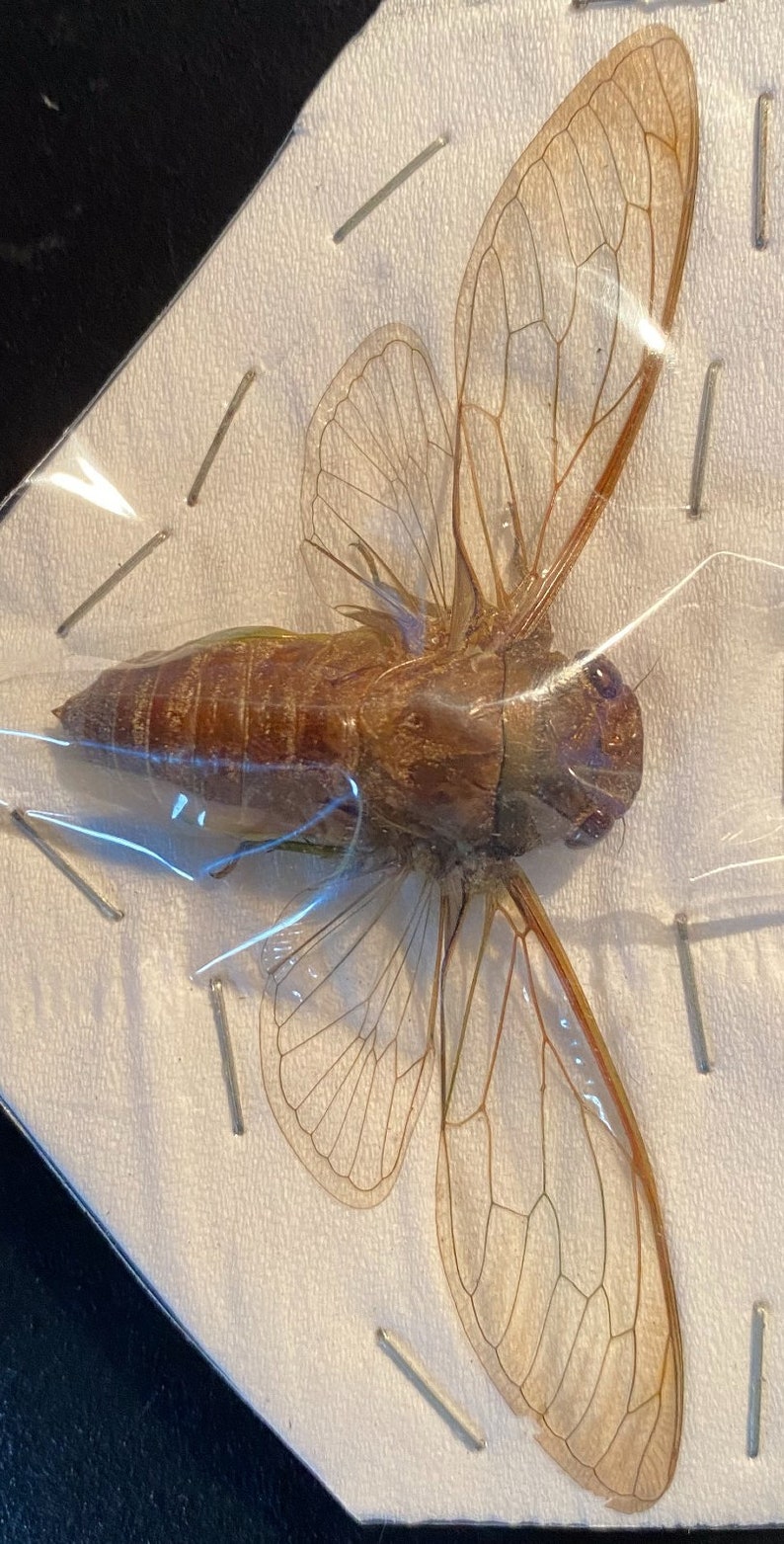 Pack of Two Medium Sized Cicada Ssp 1 From Vietnam With Wingspan 80/90 ...