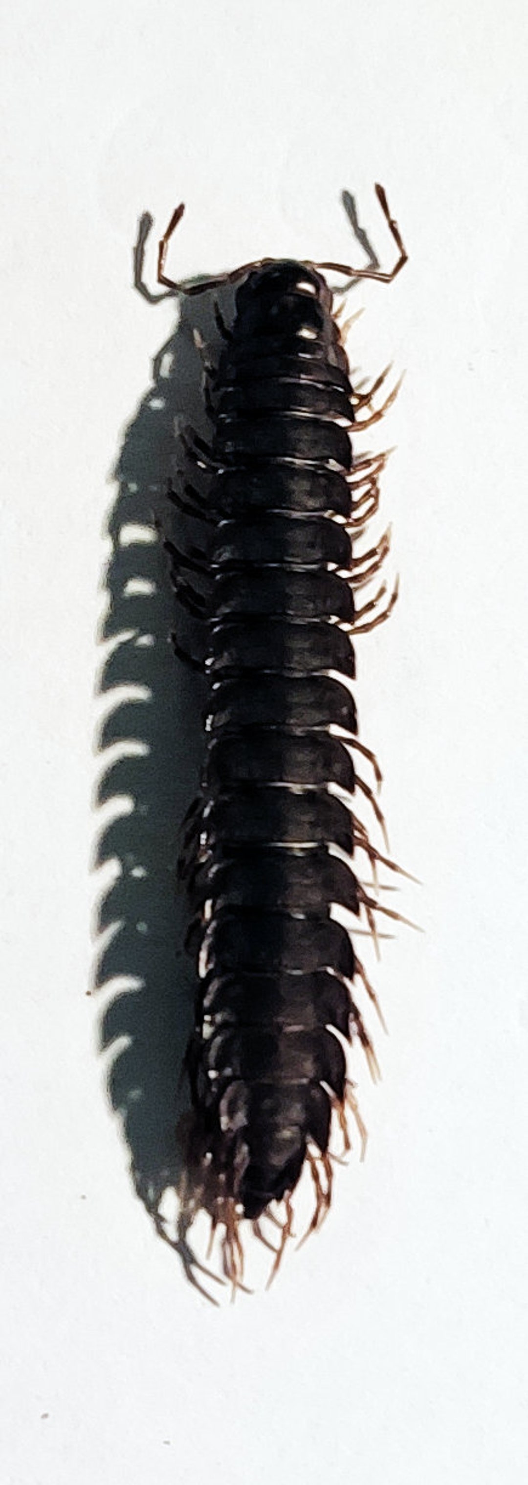 Pack of 3 Small Millipede From Indonesia Ssp 4 , 45/50mm for All Your ...