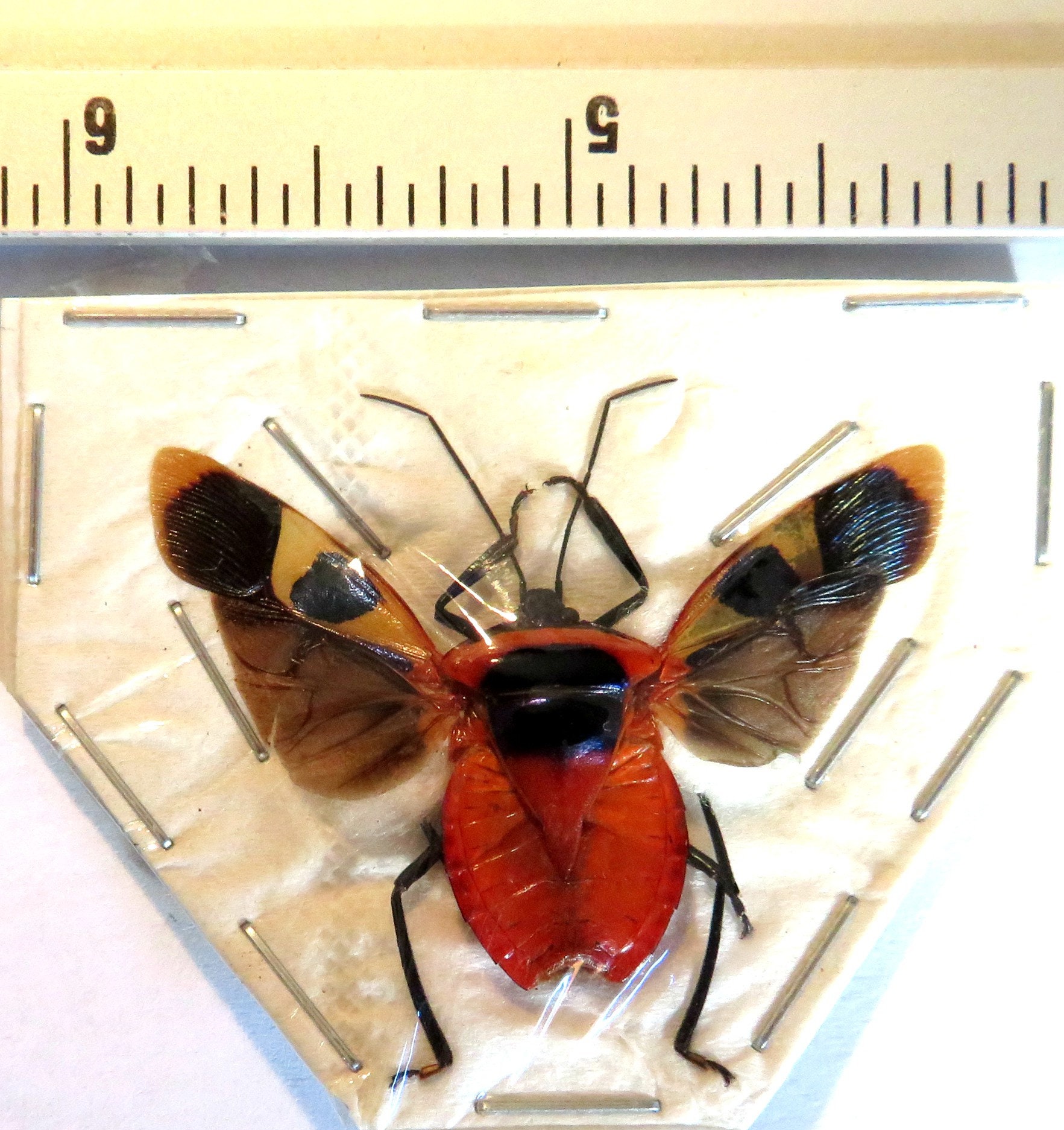 Pack of 3 Man-faced Stink Bug Catacanthus Punctus With OPEN Wings From ...
