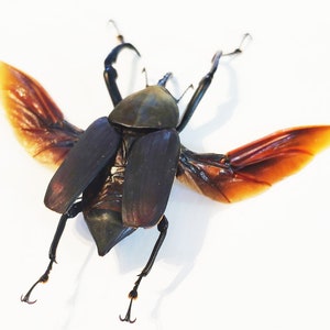 One Large and Extraordinary Weevil Macrocheirus Praetor With Wings Open ...