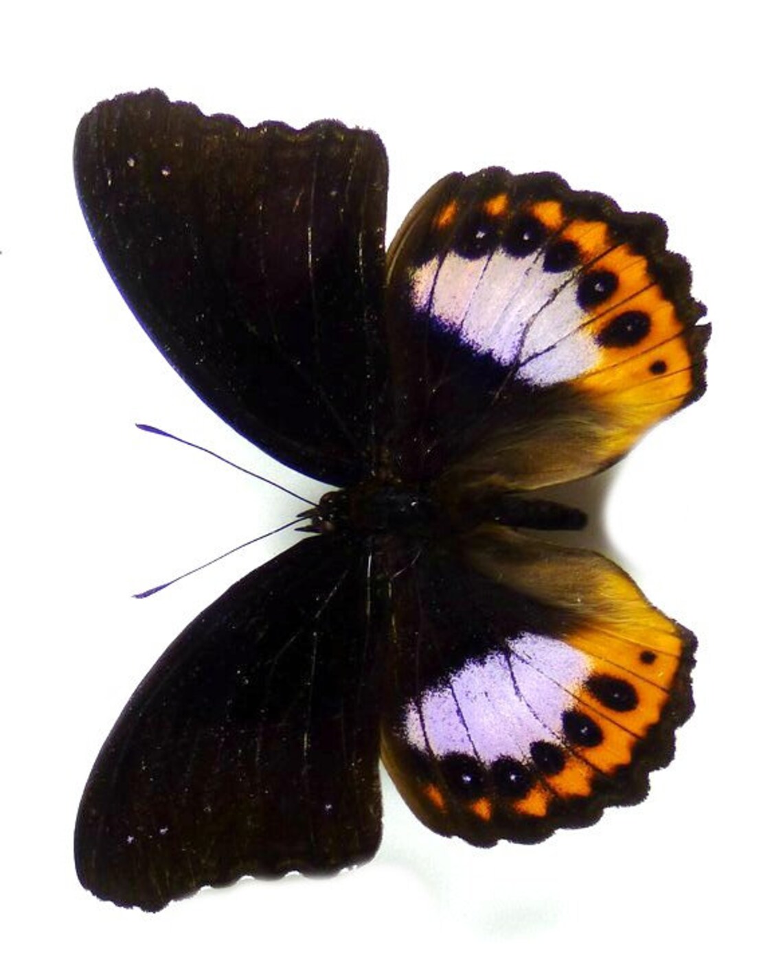 One fantastic pair Hypolimnas pandarus pandarus with closed | Etsy