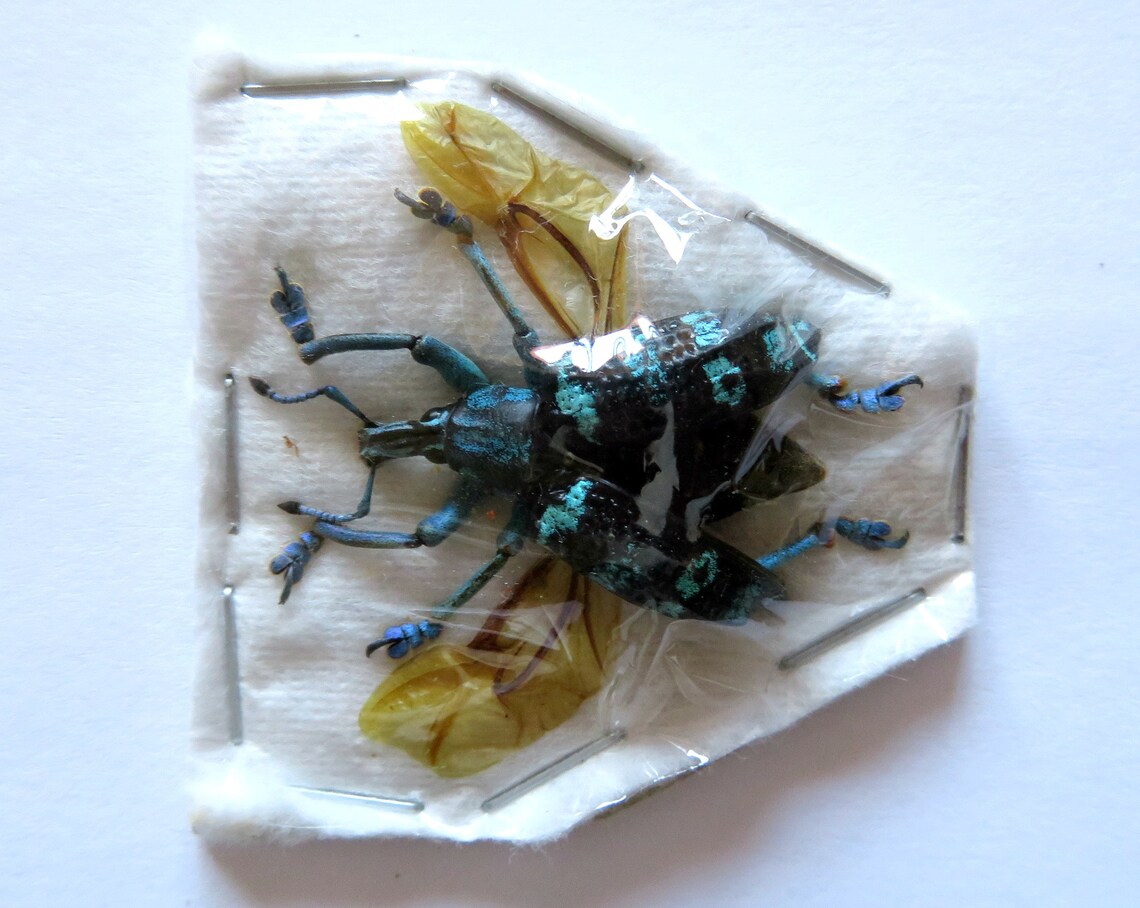 Pack of 2 Beetles Eupholus Linnei With Open Wings , Weevil for All Your ...