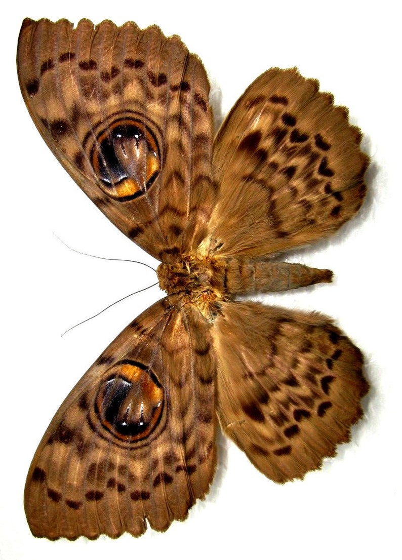 One Fantastic and Large Owl Moth Erebus Macrops Wings Closed - Etsy
