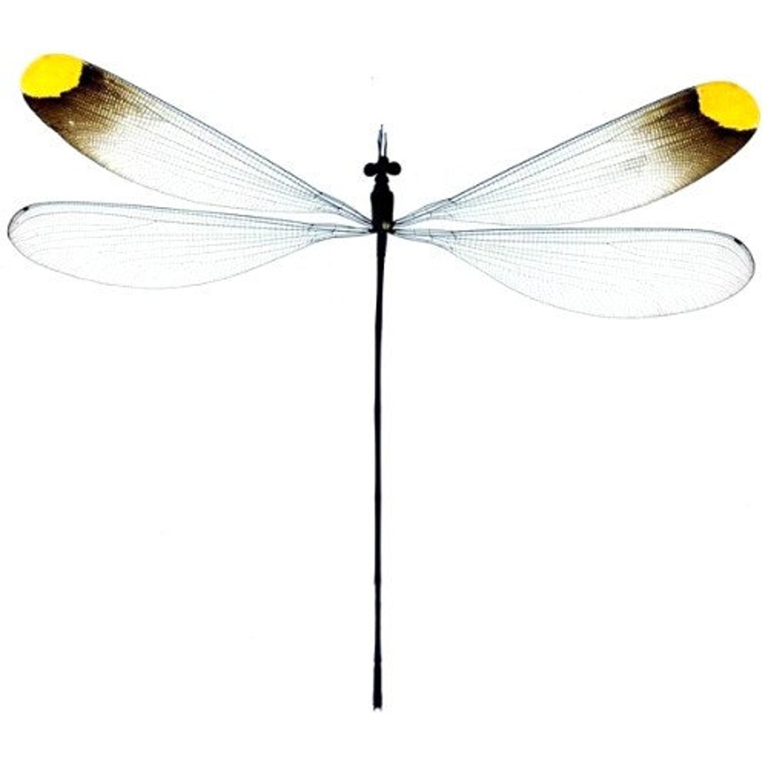 Pack of 2 Unspread Damselfly Insects : Microstigma Rotundatum for All ...