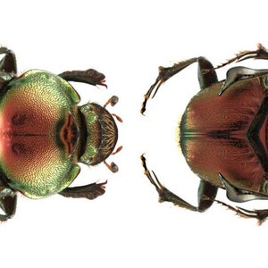 Pack of 10 Scarab Beetles Proagoderus Rangifer M and F According ...