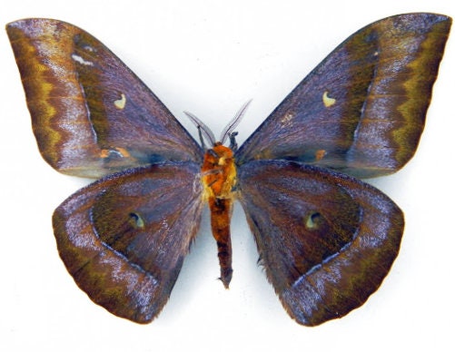 Collectorsitem : One Awesome Silk Moth Salassa Thespis , Wings Closed ...