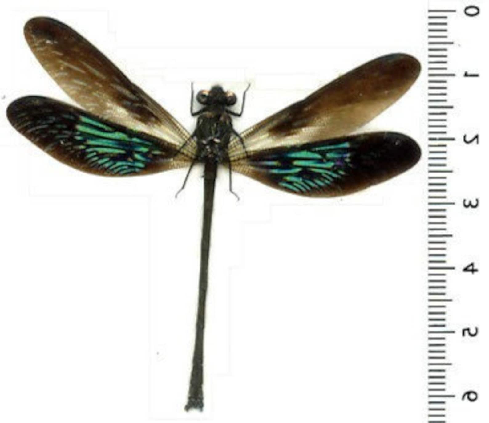 Pack of 4 Odonata Euphaea Variegata SPREAD A1 to Aa- , for All Your ...