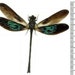 Pack of 4 Odonata Euphaea Variegata SPREAD A1 to Aa- , for All Your ...