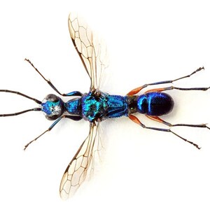 Pack of two spectacular cockroach wasps ampulex erythropus SPREAD for ...