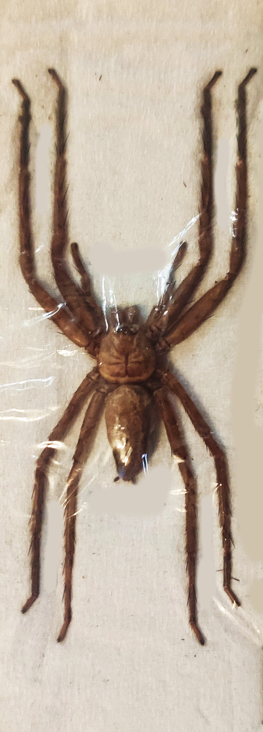 A Very Nice Spider From Java, Heteropoda Homstu , 50/70 SPREAD, for All ...