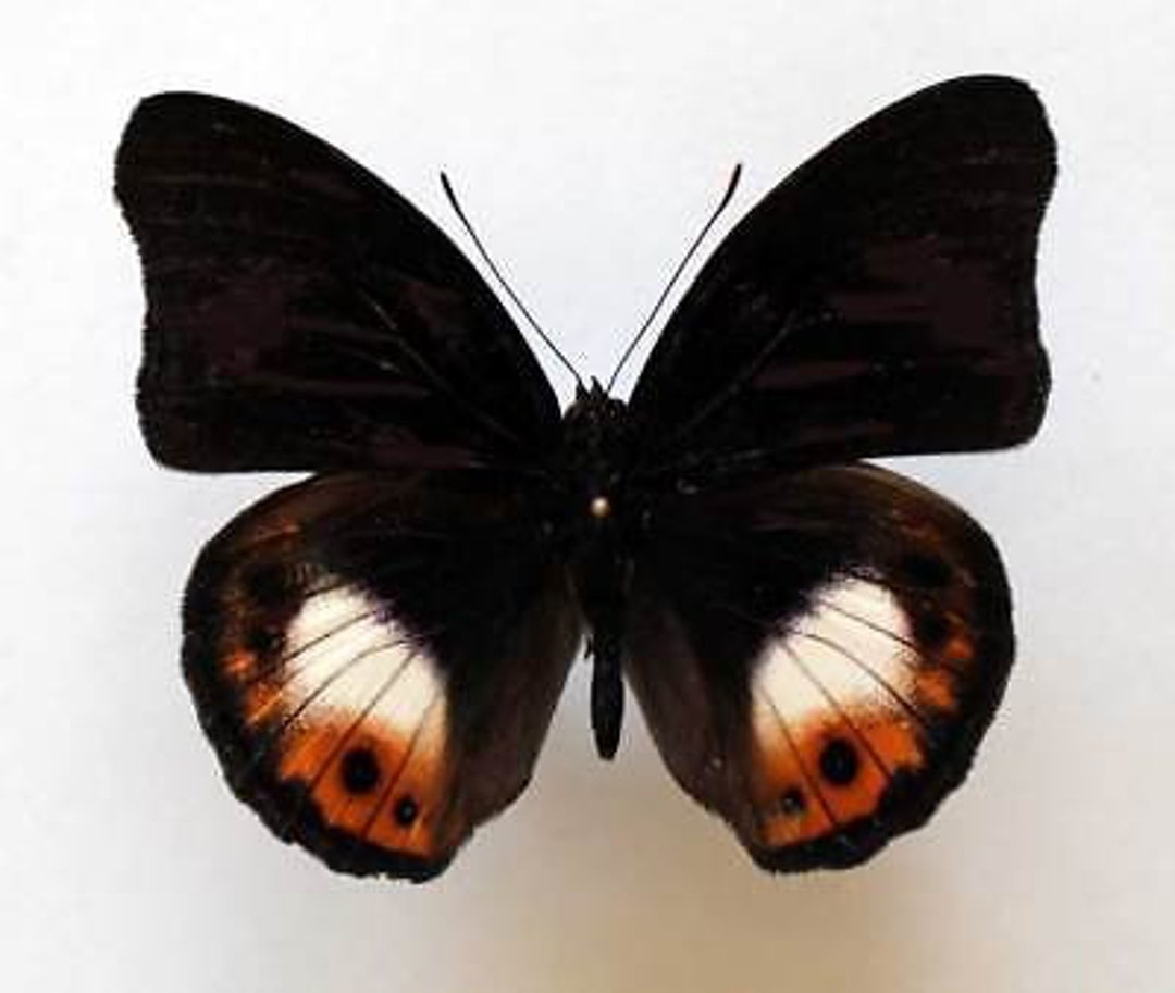 Pack of Two Males Hypolimnas Deois Panopion , With Closed Wings, Aa ...