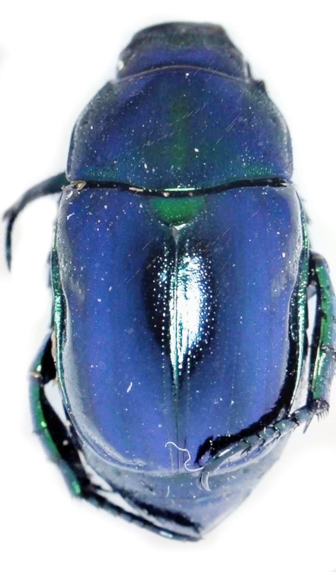 Pack of 20 Blue Shiny Scarab Beetles Rutelinae Ssp Luzon 15mm UNMOUNTED ...