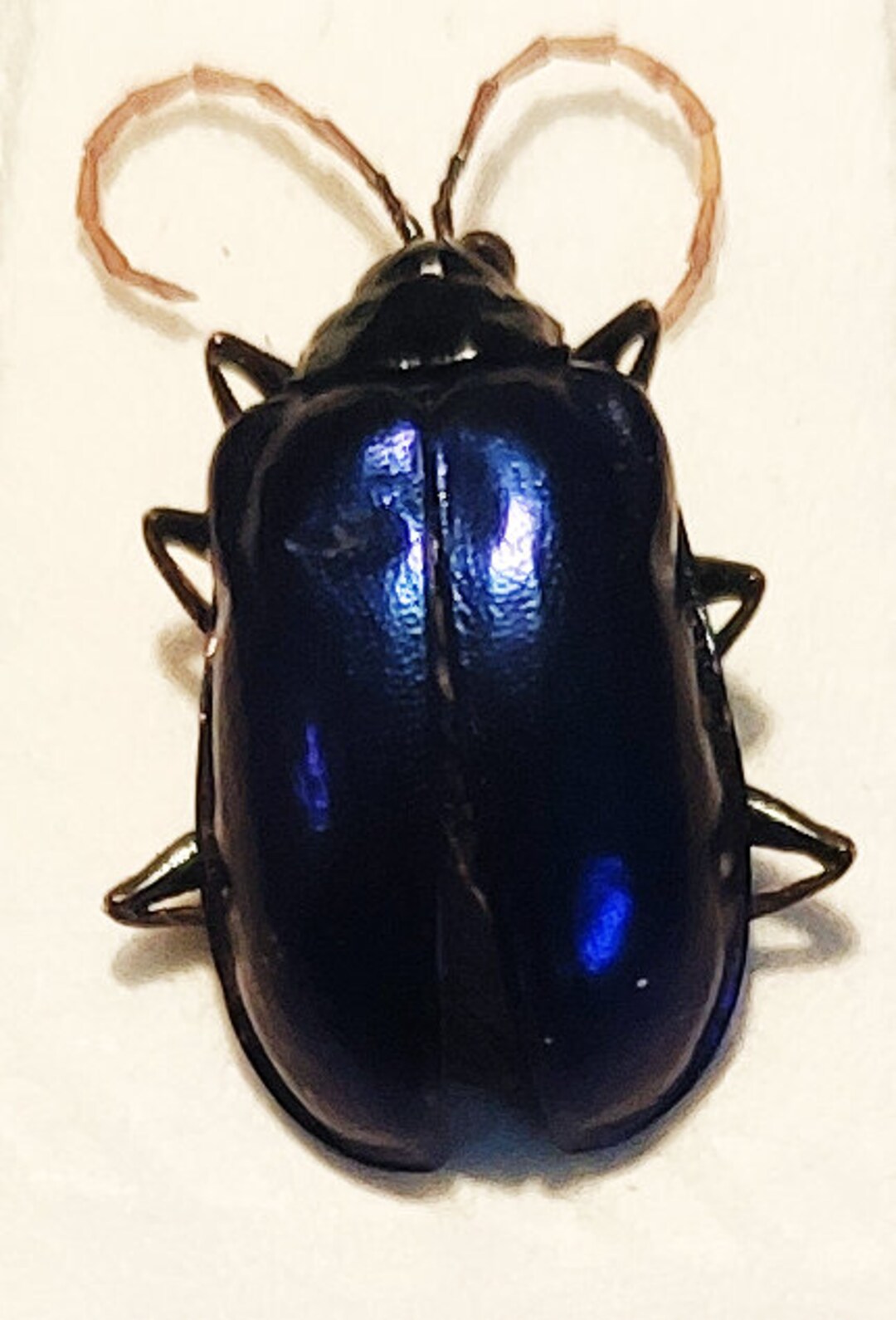 Pack of 5 Blue Chrysomelidae Aplosonyx Ssp From Malaysia Beetle for All ...