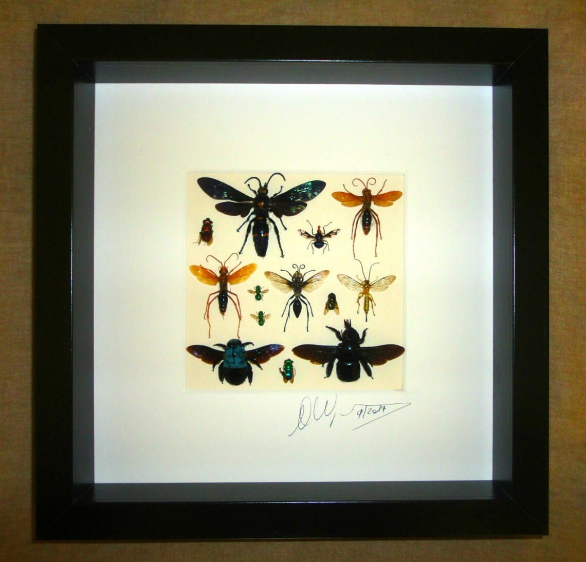 Shadow Box With Real Framed Insects : Topquality Insect Frame - Etsy