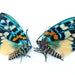 Pack of Two of the Moth Erasmia Pulchera Chinensis , Ws 80/85mm ,wings ...