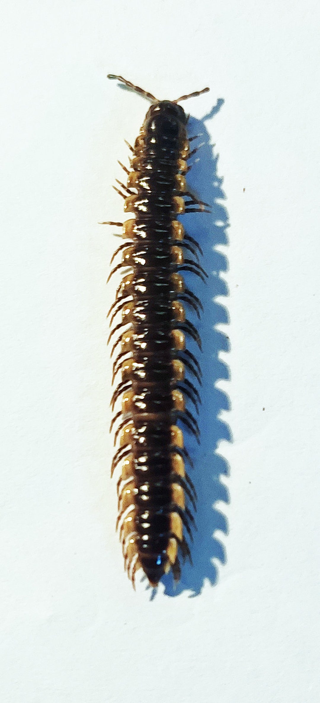 Pack of 5 Small Millipede From Indonesia Ssp 1 ,40/45mm for All Your ...