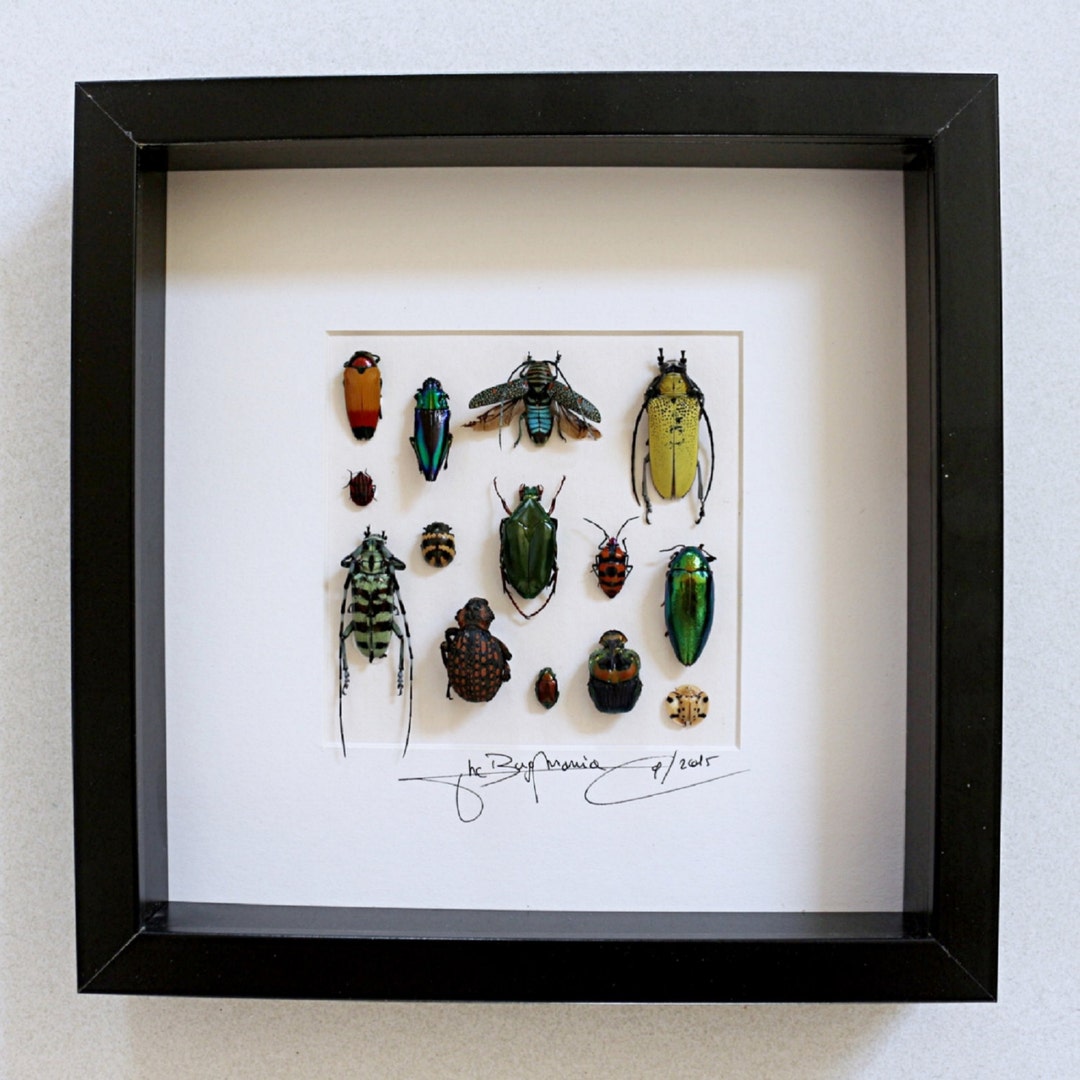 Shadow Box Taxidermy With Real Insects : Wooden Frame With Beautiful ...